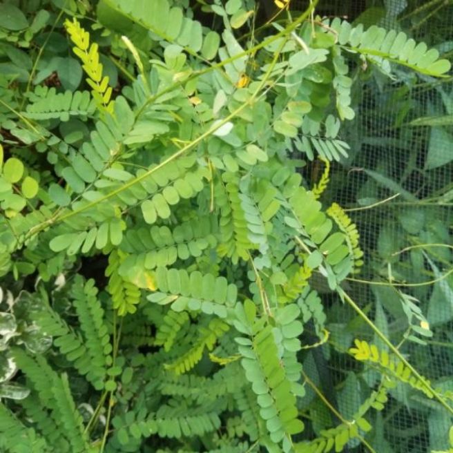 Tanaman saga - pohon saga - tanaman herbal | Lazada Indonesia