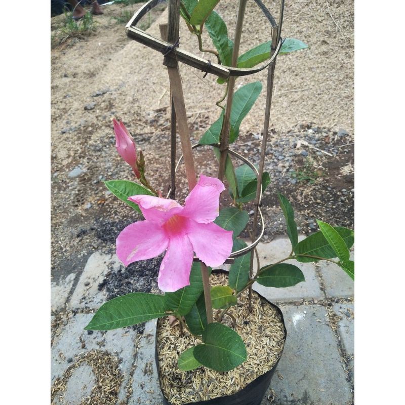 LP - Tanaman Hias Rambat Bunga Mandevilla / Bunga Hias Mandevila Atau ...