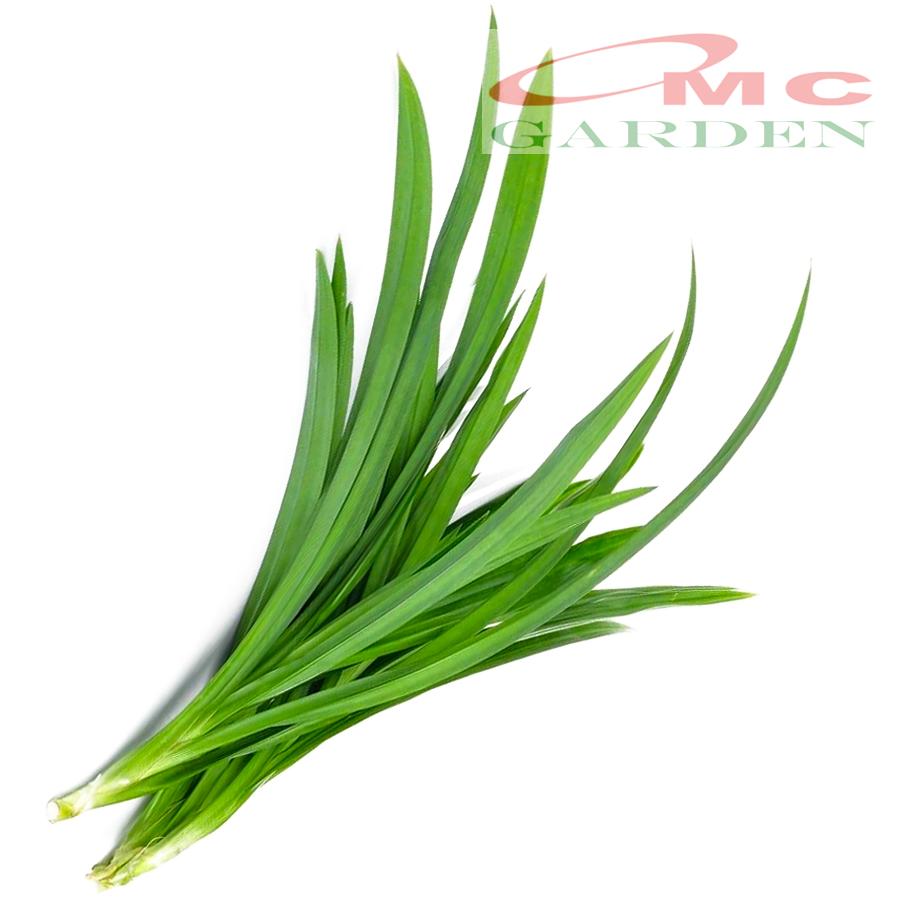 Daun Pandan Wangi Segar Pandanus Amaryllifolius 100 Gram | Lazada Indonesia