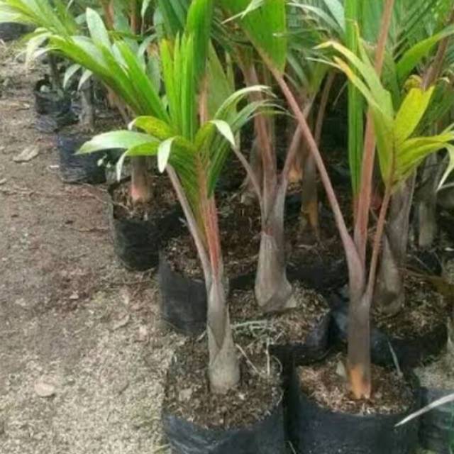 Tanaman Hias Palem Botol / Bibit Palem Botol / Tanaman HYOPHORBIE ...