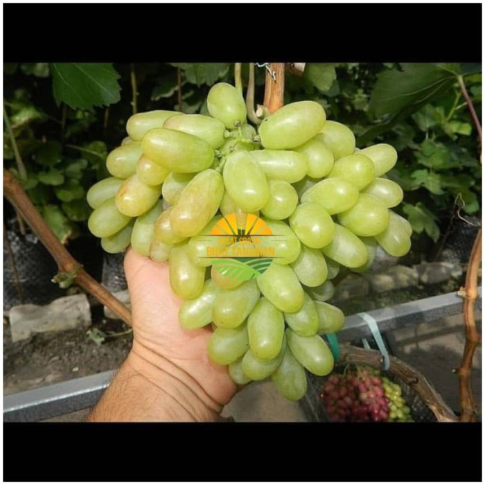 Asli Bibit Anggur import Ketmon Sopi | Lazada Indonesia