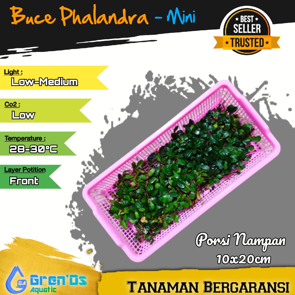 BucePhalandra Buce Phalandra Palandra Mini - Tanaman Tumbuhan Aquascape ...