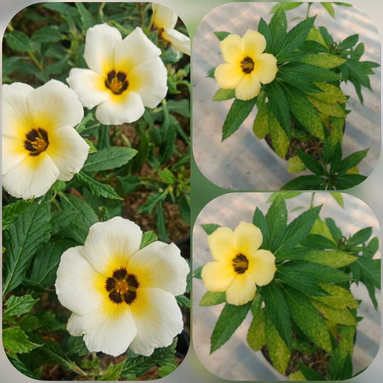 Tanaman hias bunga yolanda butter | Lazada Indonesia