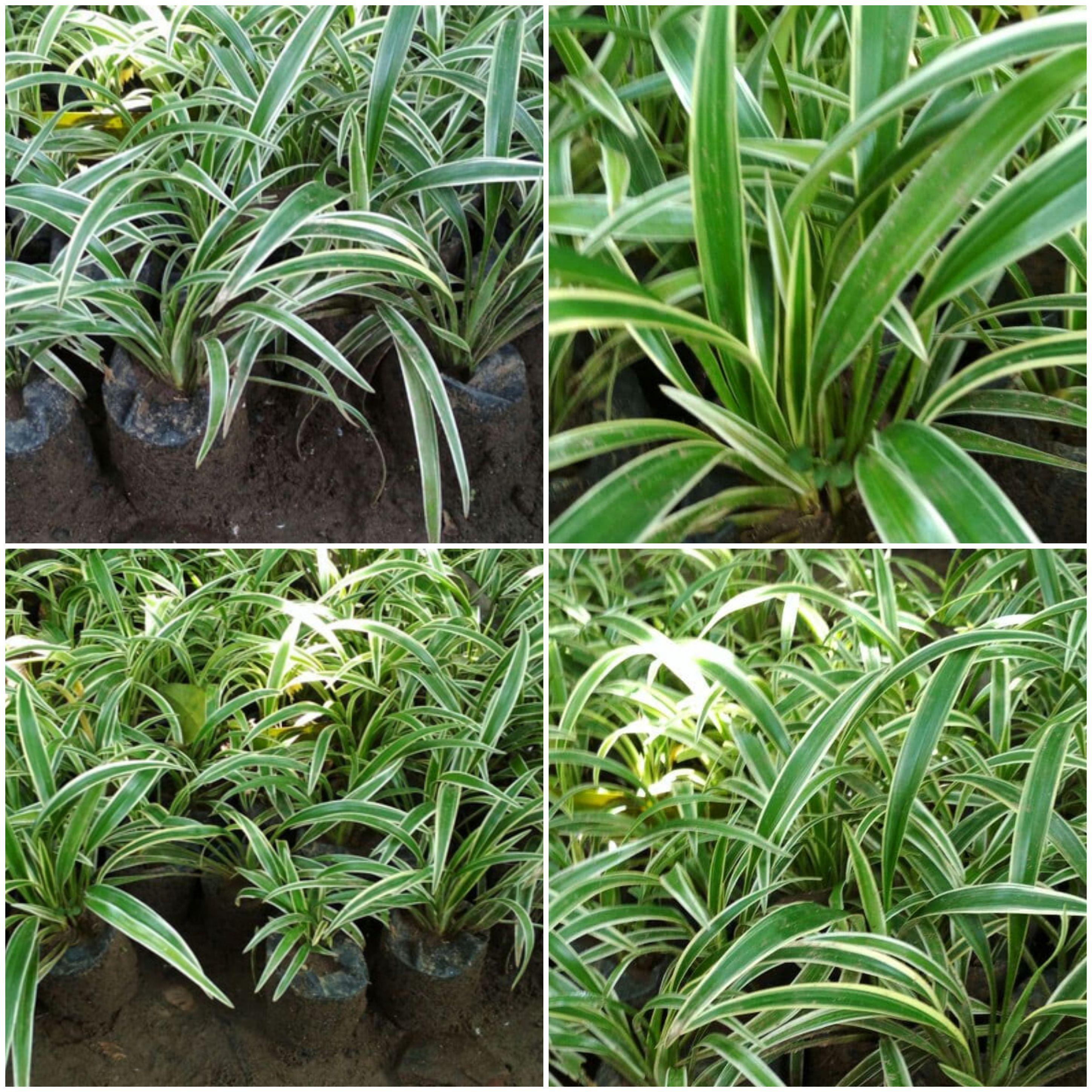 Bunga Bulu Ayam Hidup | Lazada Indonesia