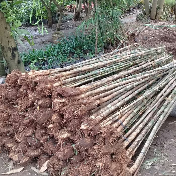 Pohon bambu jepang - Tanaman Bambu Jepang - bambu pagar - tanaman ...