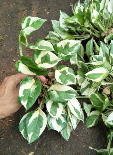 Tanaman hias sirih gading enjoy / tanaman sri gading koin / tanaman ...