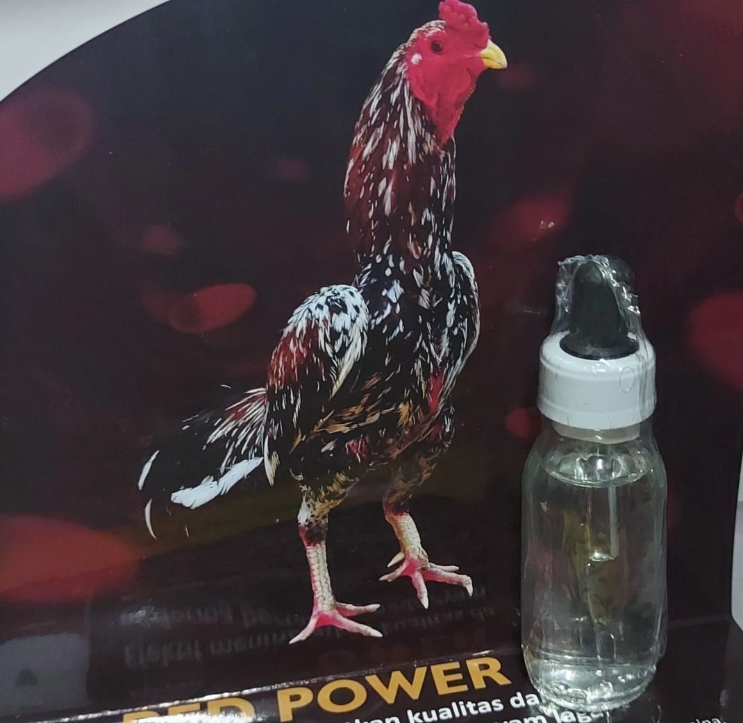doping import ayam Racing Horse Doping Ayam Paling Bagus / Vitamin Ayam ...