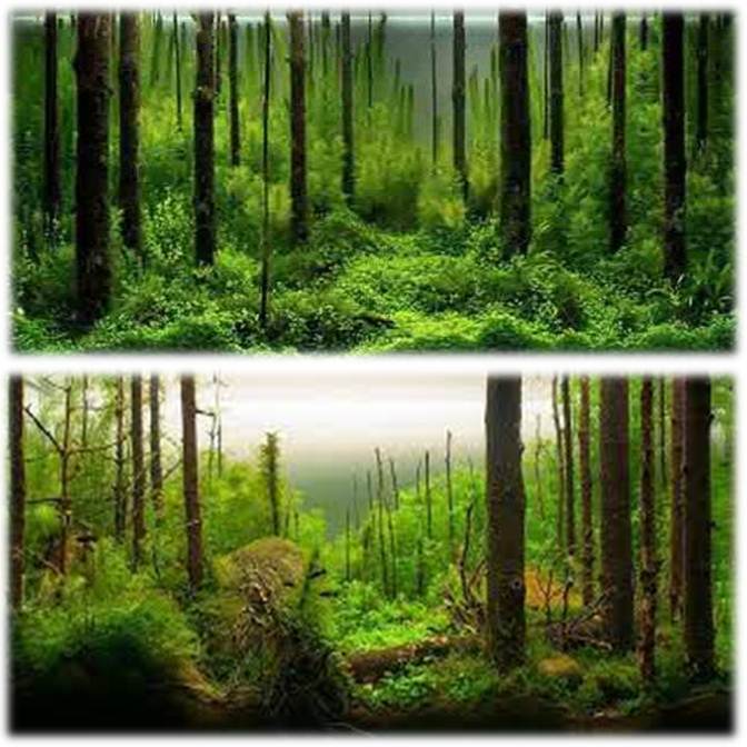 Kayu pinus kayu aquarium aquascape 1 kg | Lazada Indonesia