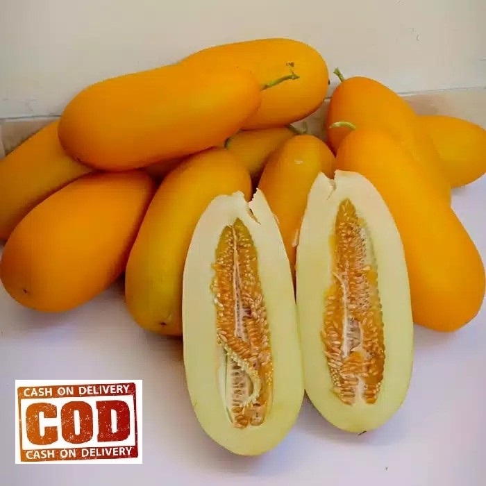 TIMUN SURI EMAS - 20PCS BIJI / BIBIT / BENIH TIMUN SURI EMAS / TIMUN ... TIMUN SURI EMAS - 20PCS BIJI / BIBIT / BENIH TIMUN SURI EMAS / TIMUN ...