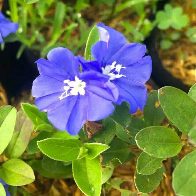 Tanaman bunga baby blue | Lazada Indonesia