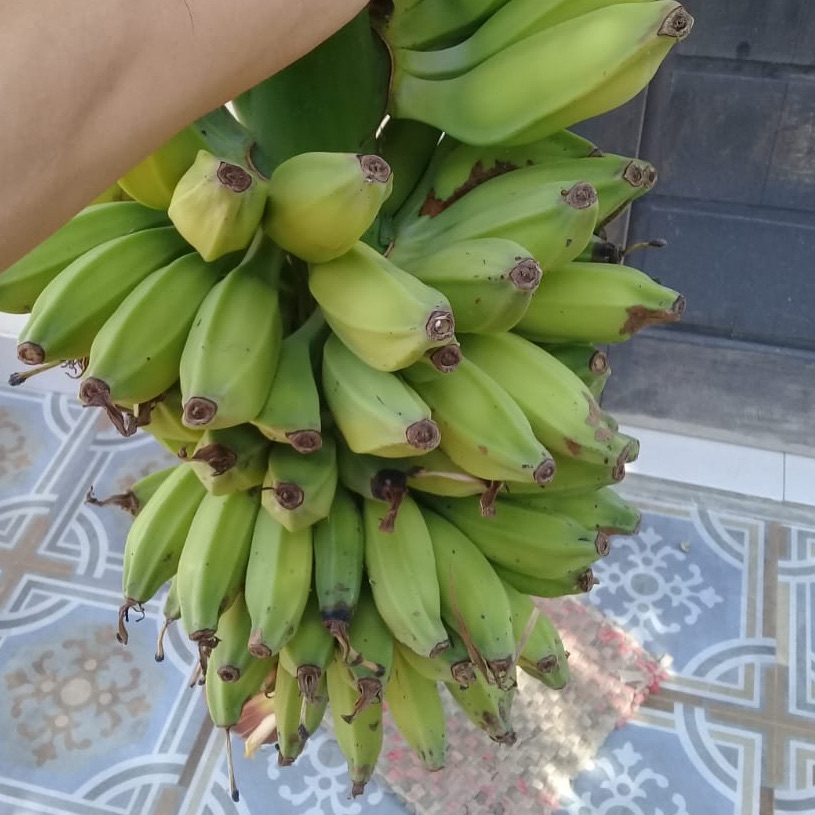 Pisang batu 1kg | Lazada Indonesia