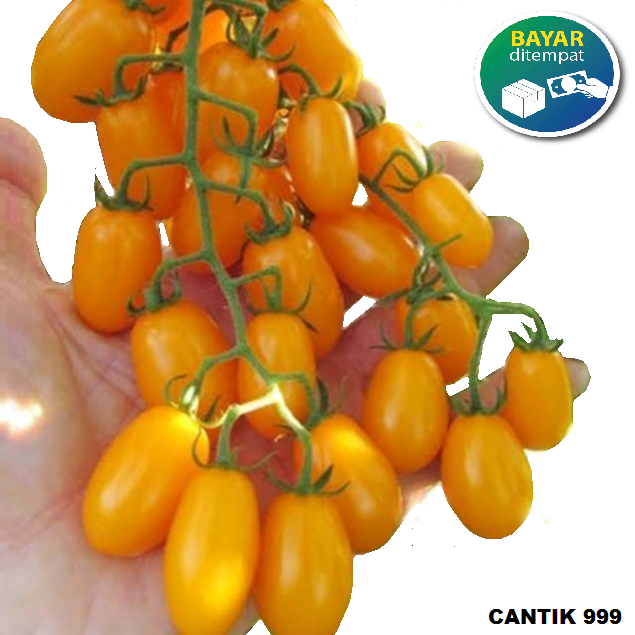 TOMAT CHERRY KUNING 3 Biji / Benih / bibit TOMAT ORANGE / TOMAT KUNING ...
