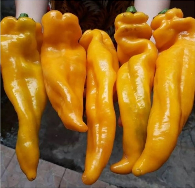 CABE RAKSASA KUNING 2 biji bibit seed seeds Bibit Cabe Raksasa Sweet ...