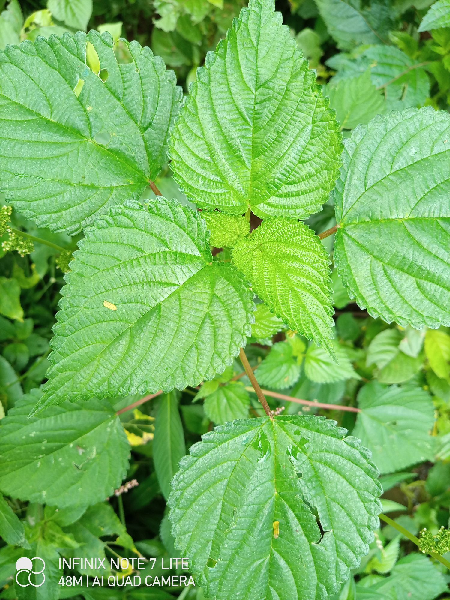 daun jalatang daun gatal daun pulus pulus 500g | Lazada Indonesia