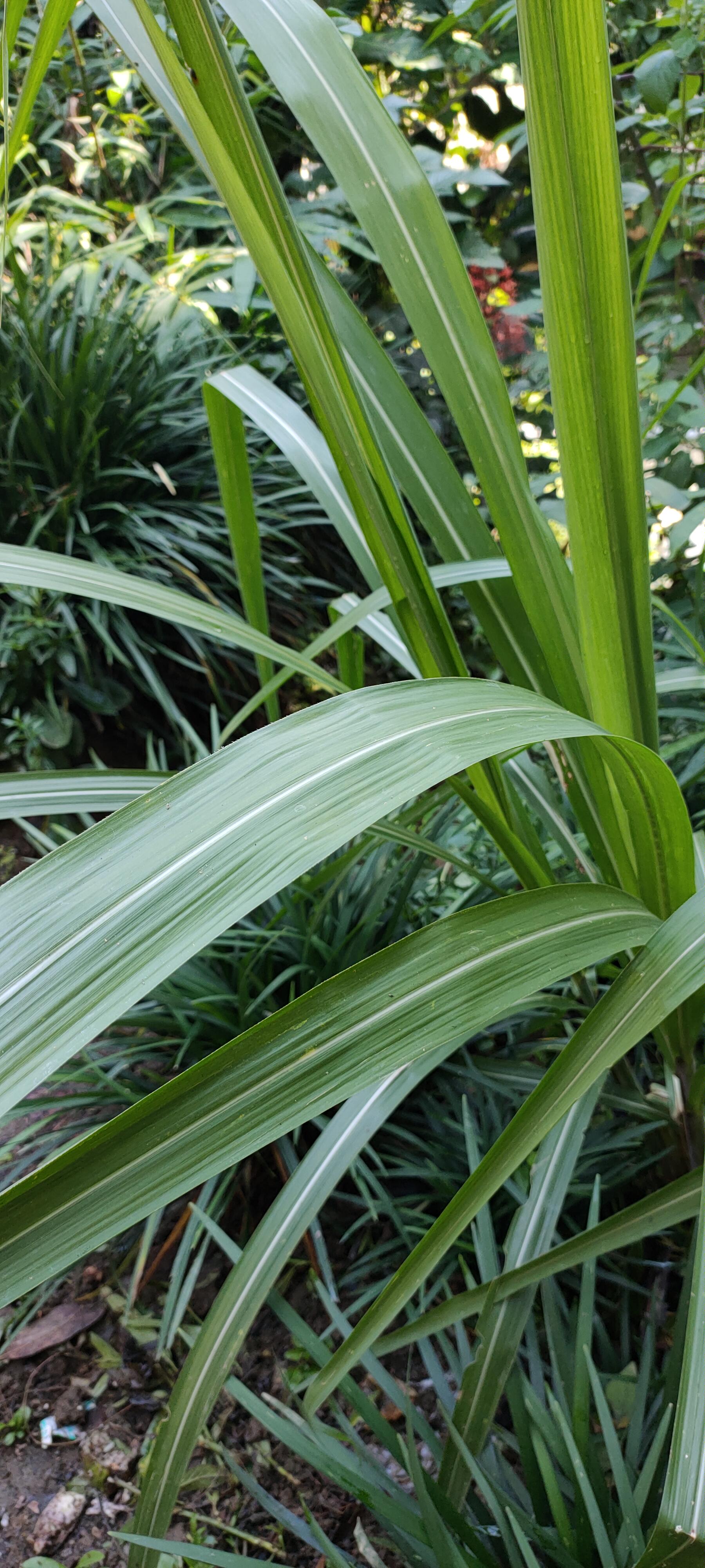 Daun Tebu Hijow 500 Gram | Lazada Indonesia