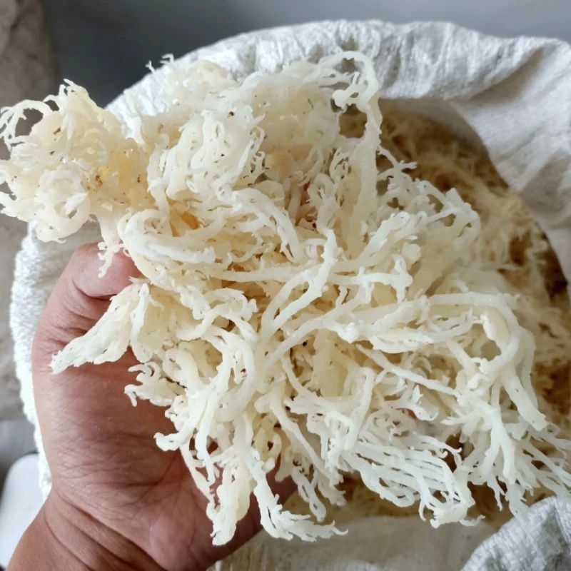 rumput laut kering Normal Kemasan 1 KG / Rumput Laut Campuran Es ...