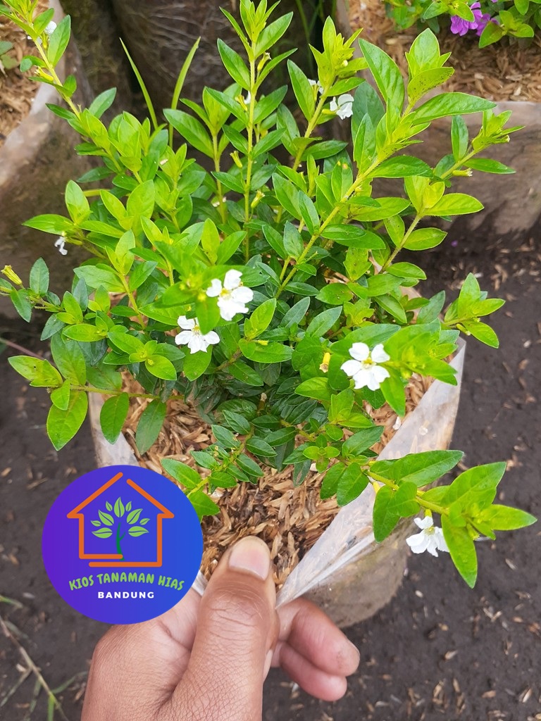 COD Tanaman hias hidup outdoor bunga taiwan berbunga ungu putih ...