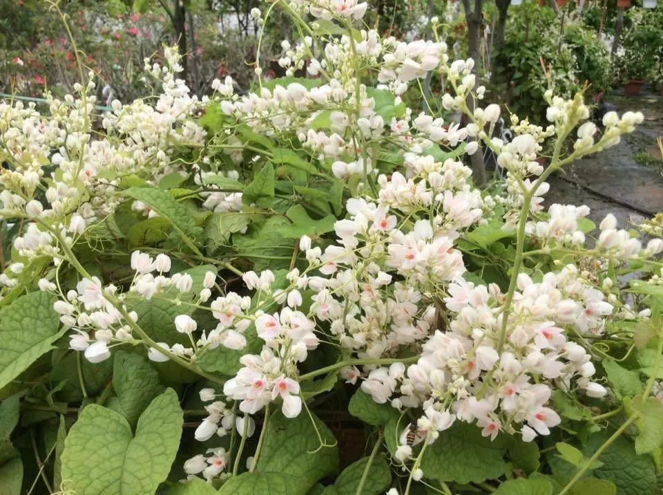BERBUNGA...Tanaman Hias Bunga Air Mata Pengantin Putih Rambat tinggi 60 ...