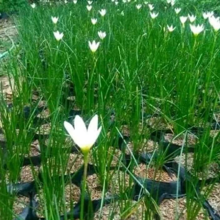 tanaman hias Lily tulip kembang putih-lily tulip kembang putih | Lazada ...