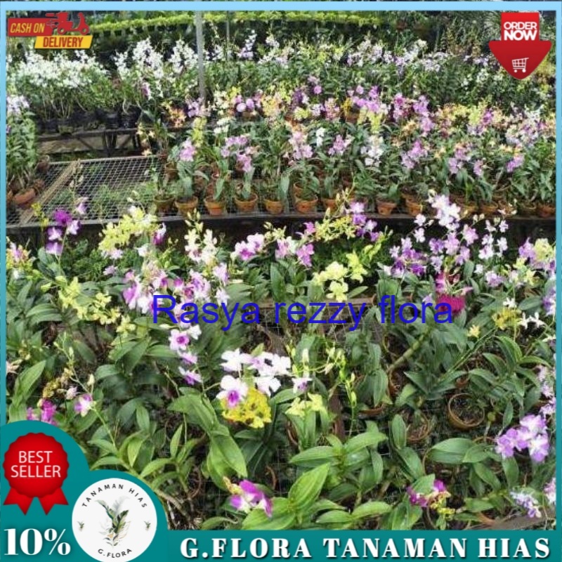 Paket 5 Anggrek Dendrobium Dewasa GFLORA | Lazada Indonesia
