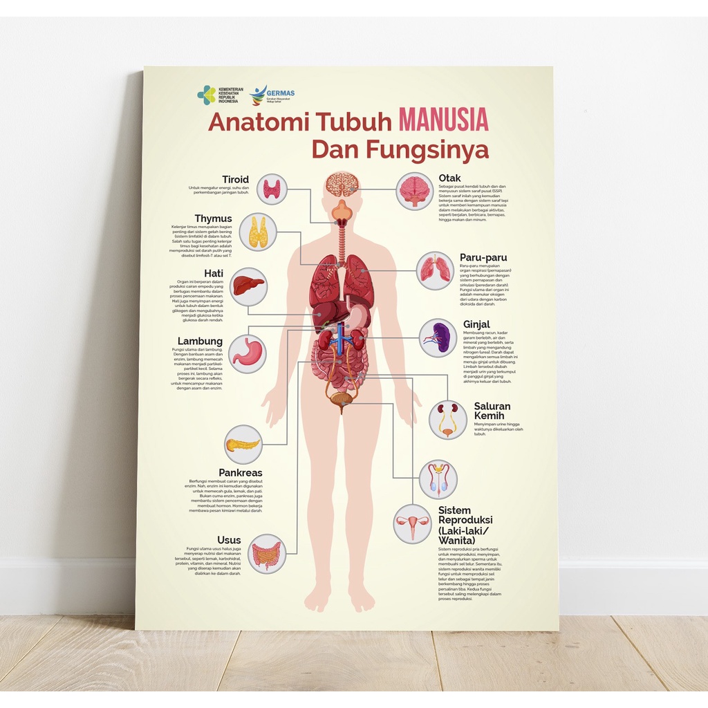 Poster Anatomi Tubuh Manusia dan Fungsinya Puskesmas Sekolah Hiasan ...