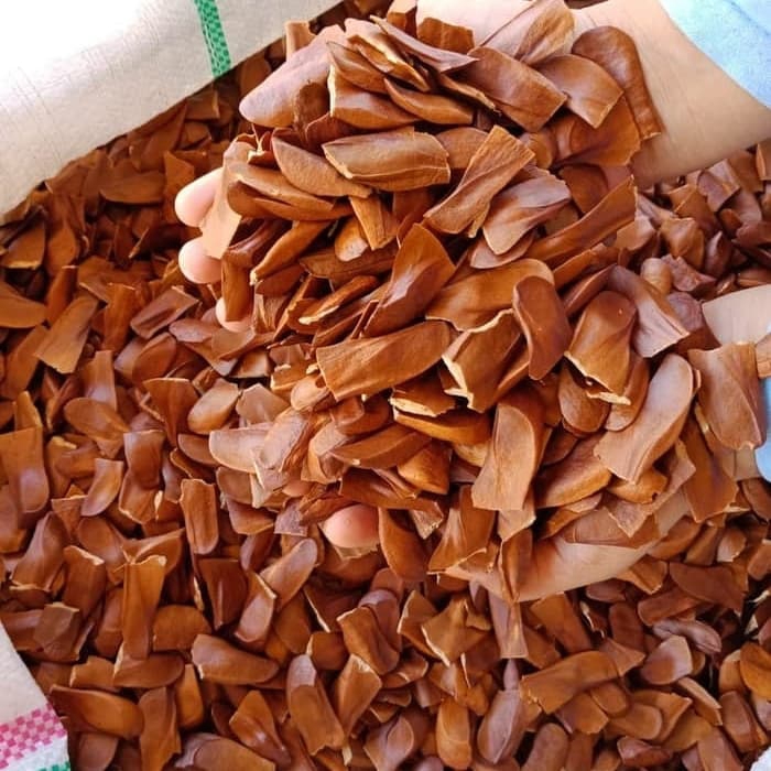 1Kg Biji Benih Mahoni Kualitas Terbaik | Lazada Indonesia