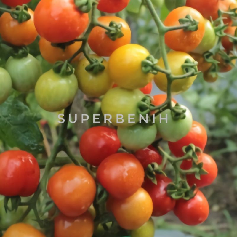 Berkebun 10 Biji - Benih Tomat Chung, tomat rampai biasa untuk sambal ...