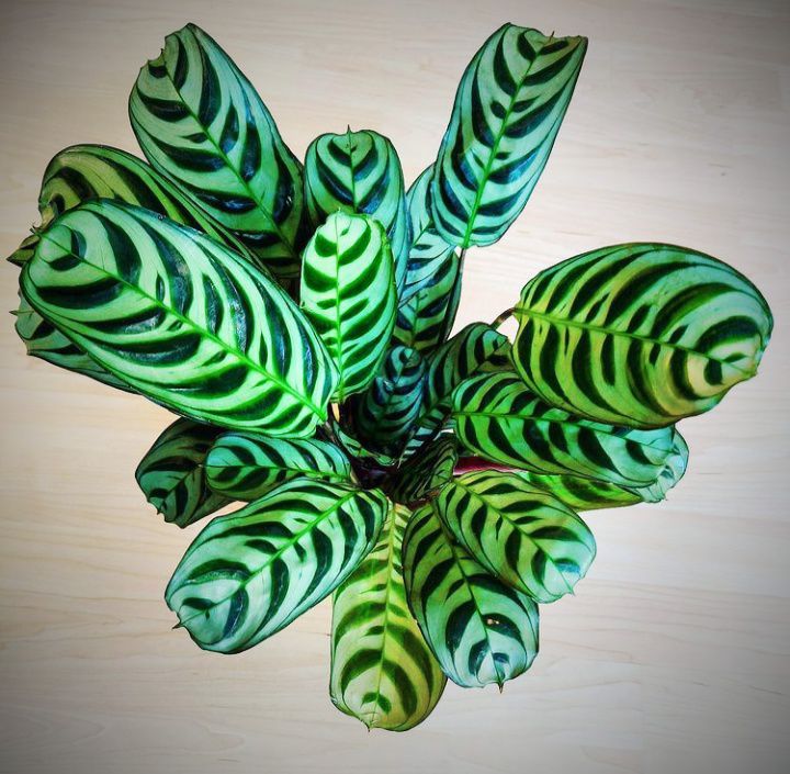 maranta sepat / brule marx | Lazada Indonesia