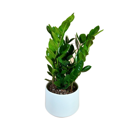 tanaman hias indoor dolar /tanaman Zamioculcas zamiifolia. | Lazada ...