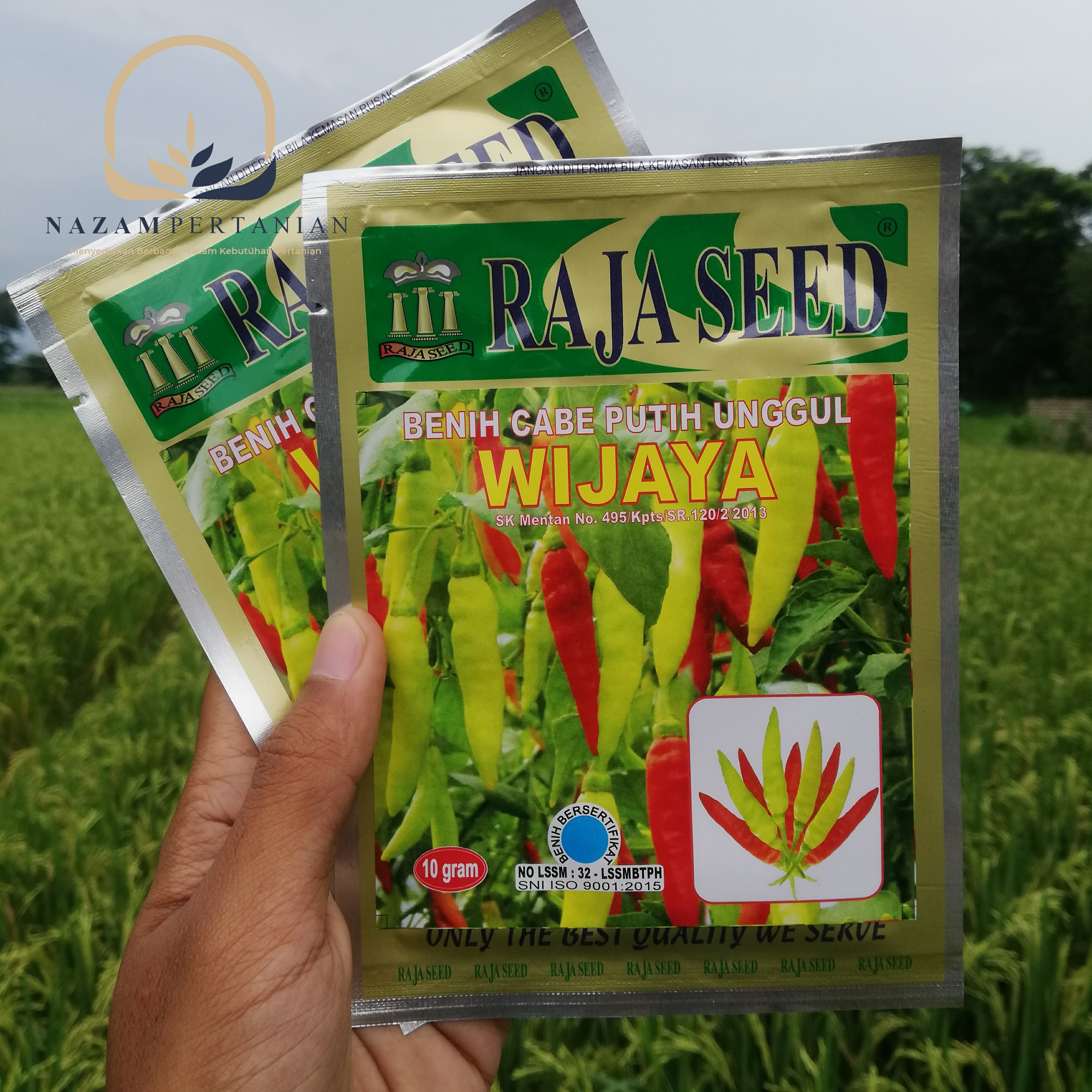 Benih Lombok / Cabe Putih Unggul Cabai Rawit WIJAYA 10 Gram Raja Seed ...