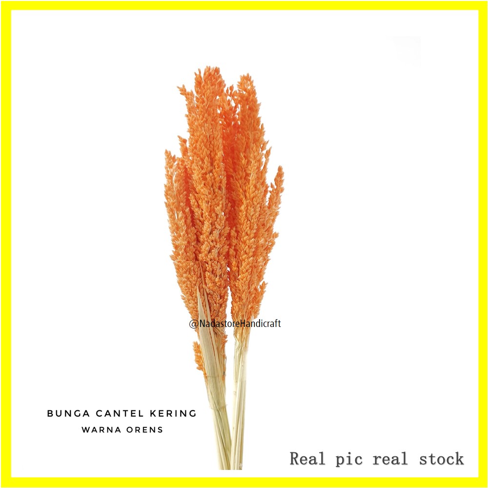 DRIED FLOWER CANTEL / BUNGA KERING CANTEL SORGUM / TANAMAN ARTIFICIAL ...
