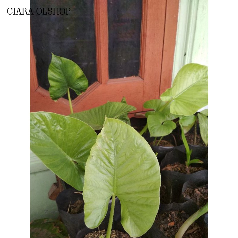 Tanaman Hias Alocasia Alba / alokasia alba | Lazada Indonesia