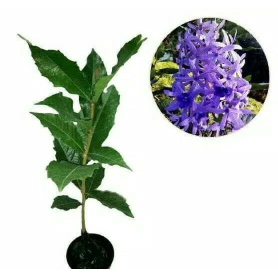 Bibit Tanaman Bunga Petrea Biru | Lazada Indonesia