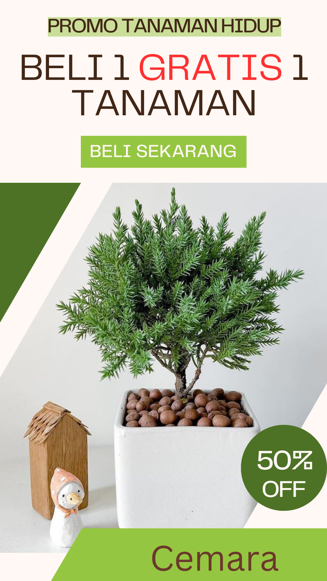 Pohon Cemara hijau Tanaman bibit bunga hias hidup asli papua Kipas ...