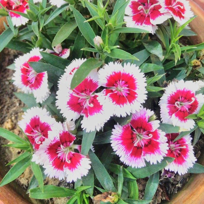 bunga anyelir tanaman hias outdoor | Lazada Indonesia