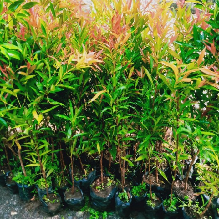 bibit tanaman pucuk merah ukuran 1 meter lebih | Lazada Indonesia