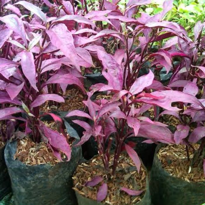 Tanaman Hias Bayam Merah | Lazada Indonesia