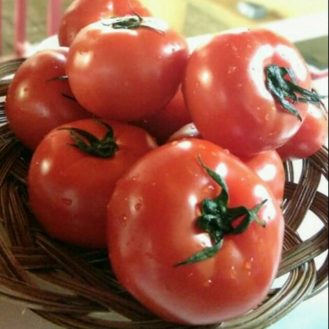 VICTORY SEED 1 Benih Biji Buah Tomat Momotaro Terong Kaluwat Ranti ...