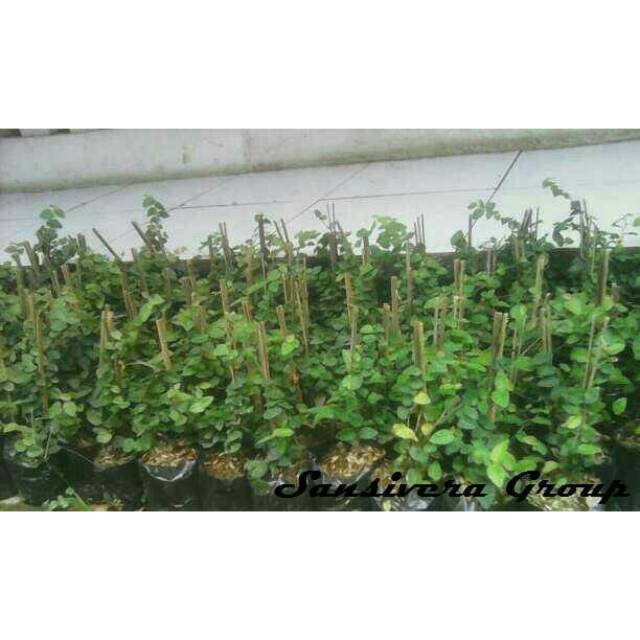 Tanaman Dollar/ Pohon Rambat Dolar | Lazada Indonesia