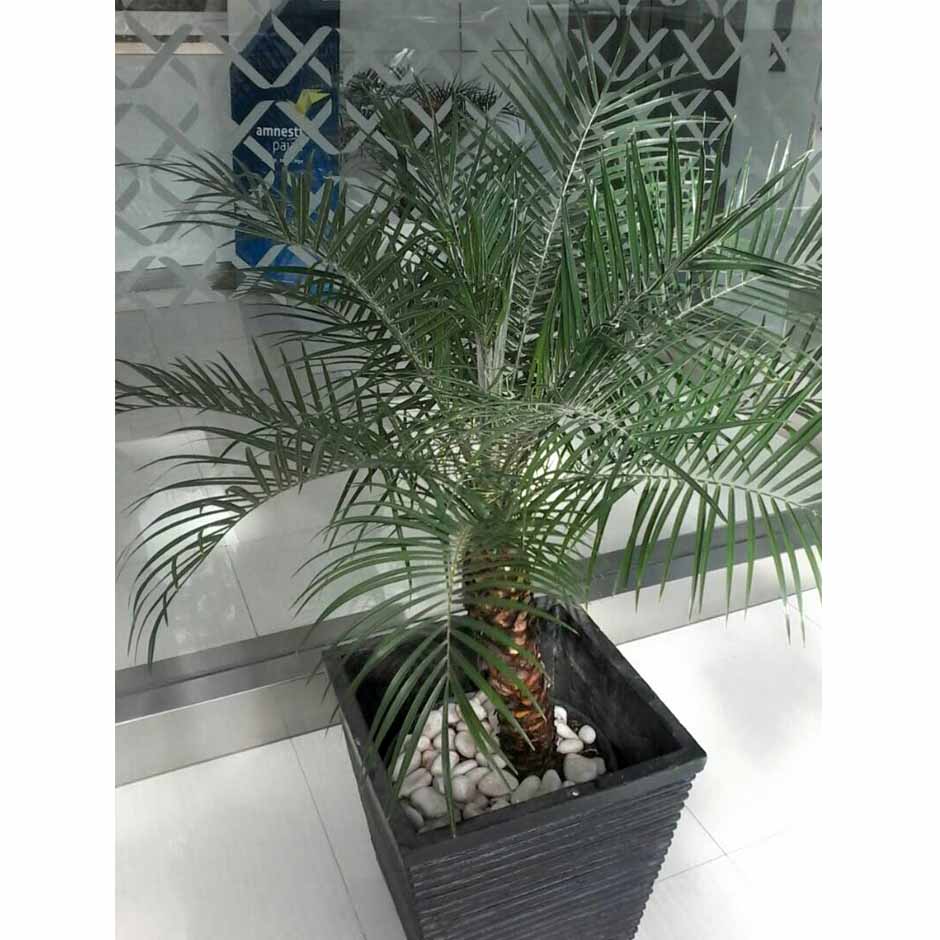 Tanaman Palem Phoenix 50 cm | Lazada Indonesia