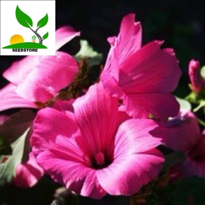 Isi 10 benih/bibit/biji bunga lavatera ruby Seeds/benih biji | Lazada ...