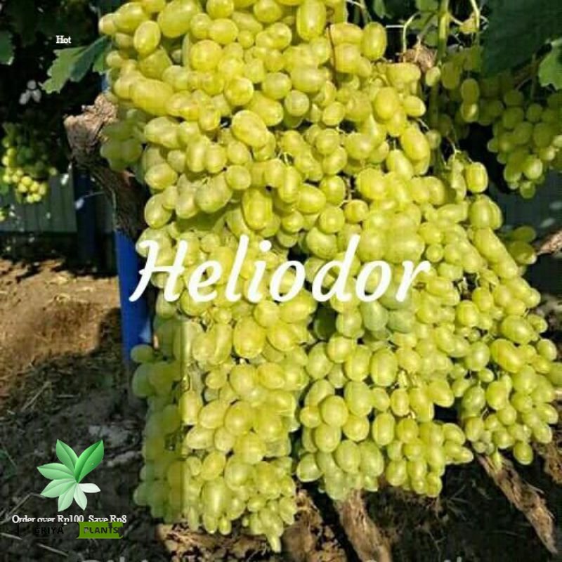Bibit anggur import heliodor hasil grafting cepat berbuah | Lazada Indonesia