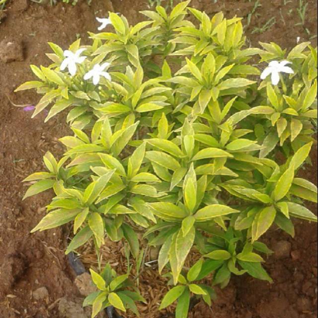 terbaru Tanaman rembosa mini golden - tanaman hias rembosa - tanaman ...