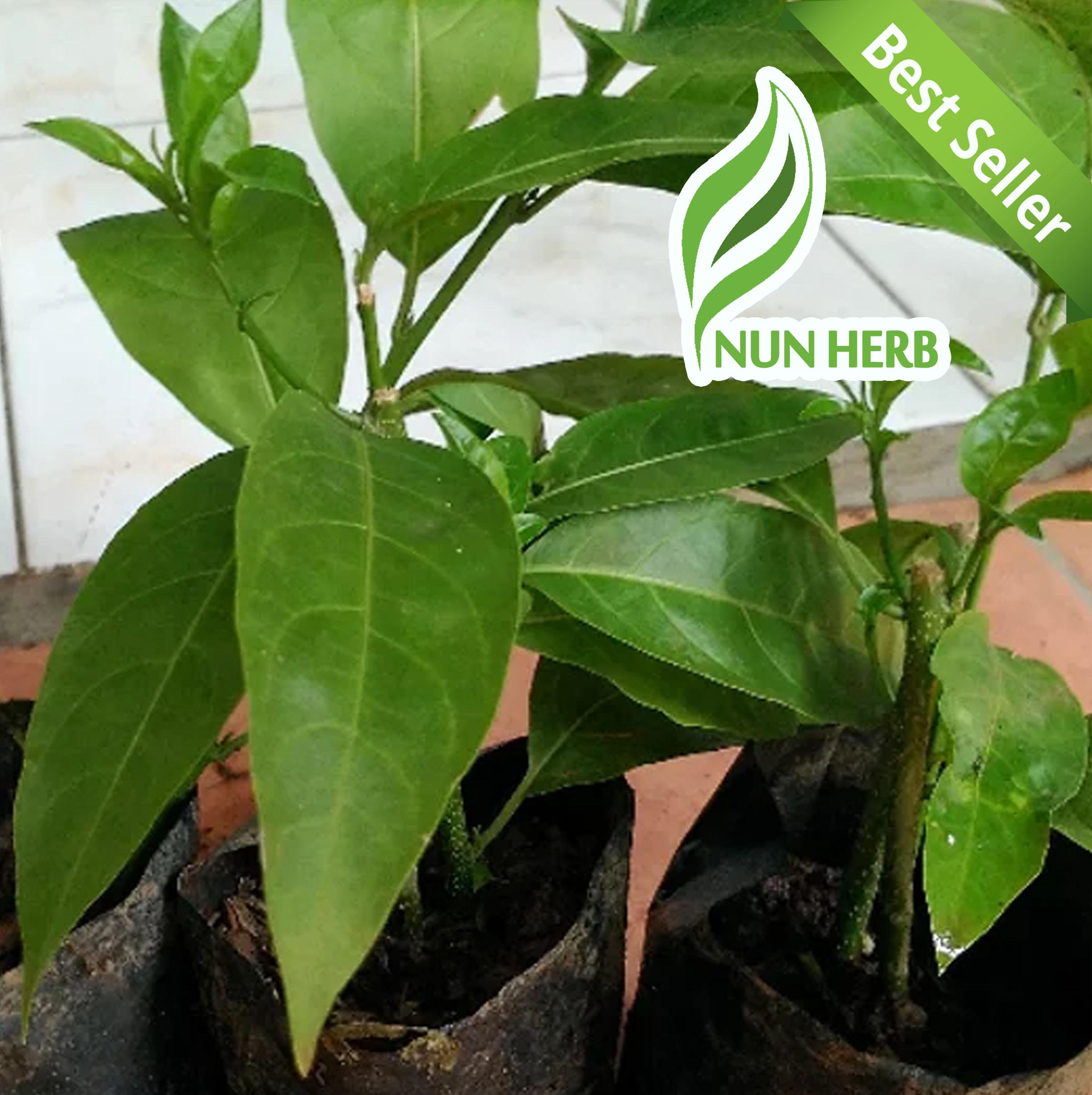 Paket 3 Bibit Bunga Arumdalu Pohon Melati Jasmine Tanaman Hias | Lazada ...