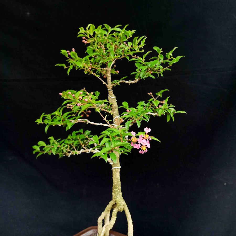 NEW Bonsai Berbunga Tanaman Pohon Sakura Mikro Natural Subur | Lazada ...