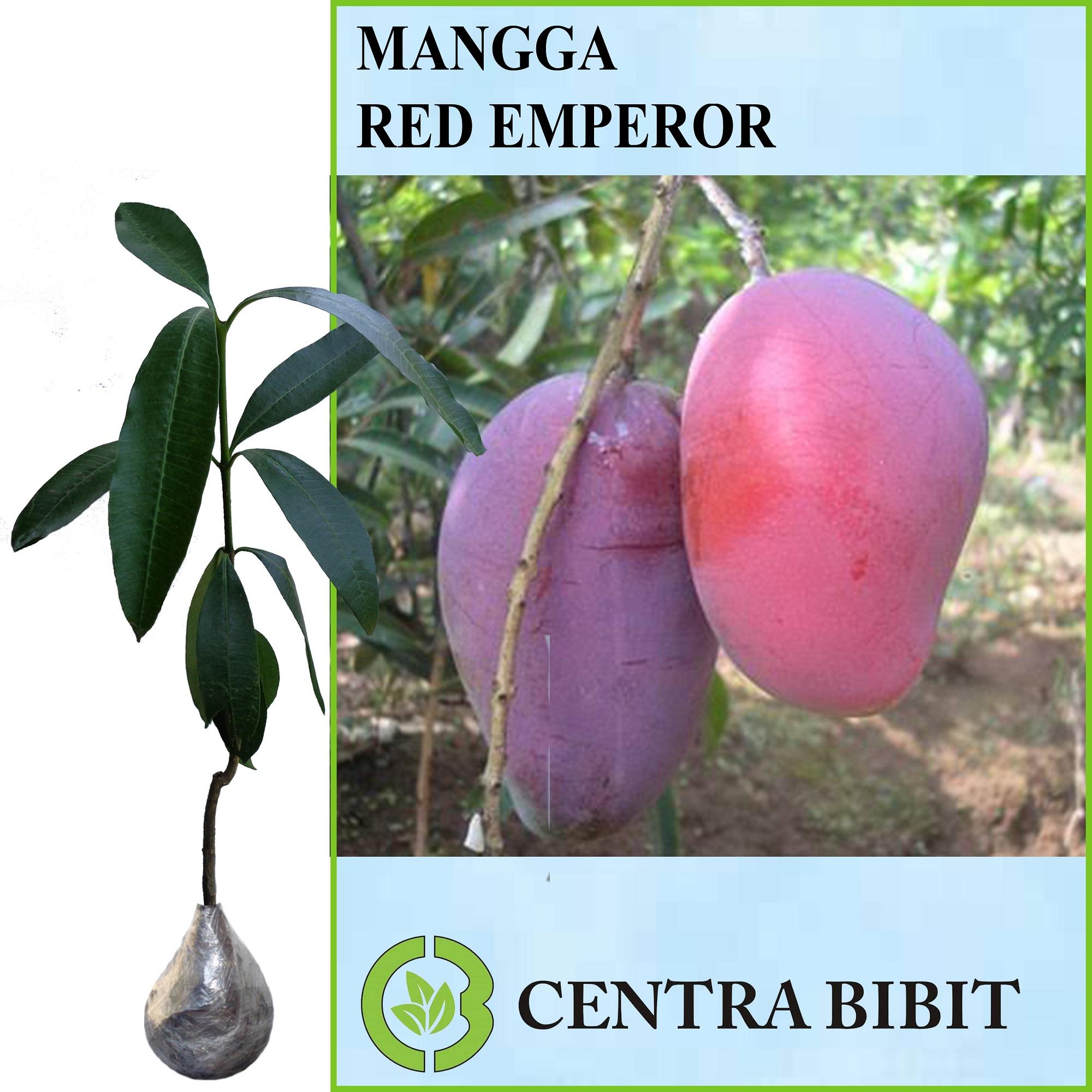 Tanaman Buah Mangga Red Emperor | Lazada Indonesia