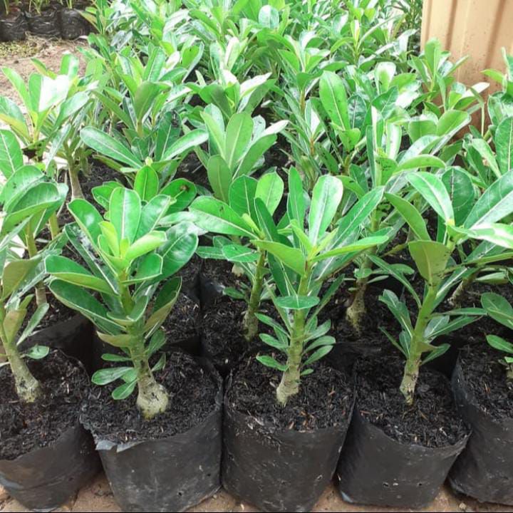 tanaman adenium cabang seribu bunga kuning | Lazada Indonesia