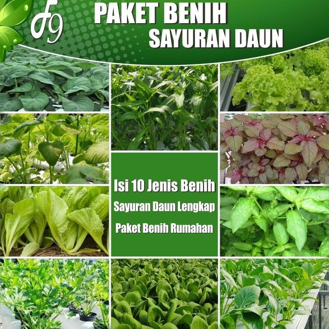 [Ready] Paket Benih Bibit Sayuran Daun Lengkap 10 Jenis Benih Sayuran ...