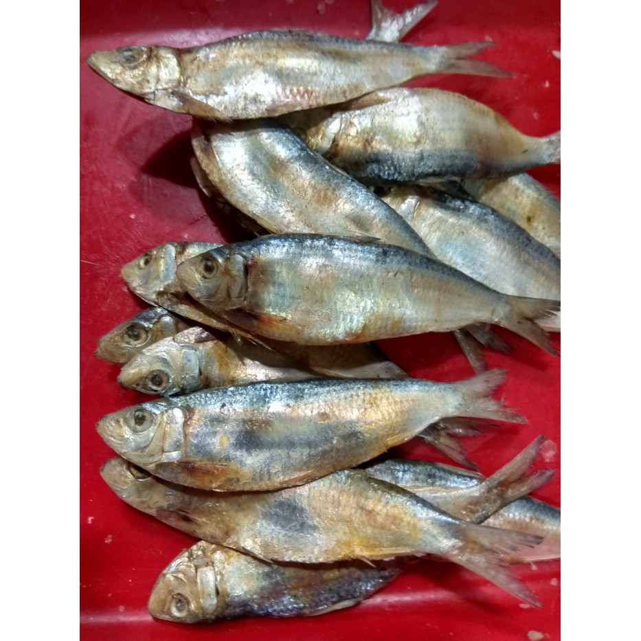 OBRAL MURAH//ikan asin tembang tanjan murah 1kg | Lazada Indonesia