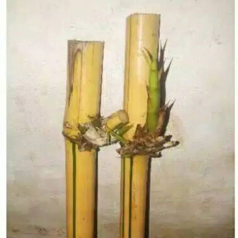Stek Bambu Kuning | Lazada Indonesia
